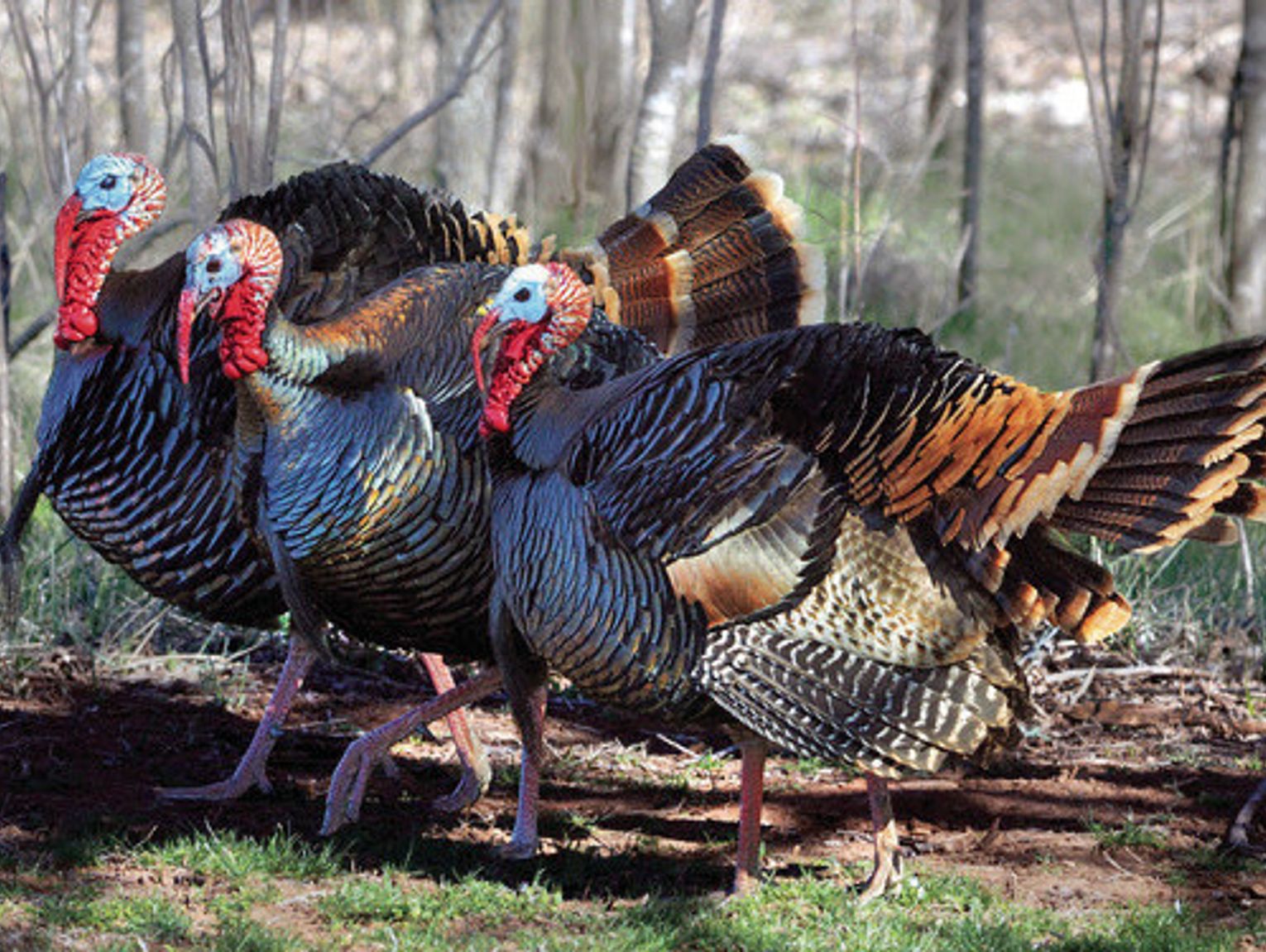 Wild turkey numbers make gains across the state