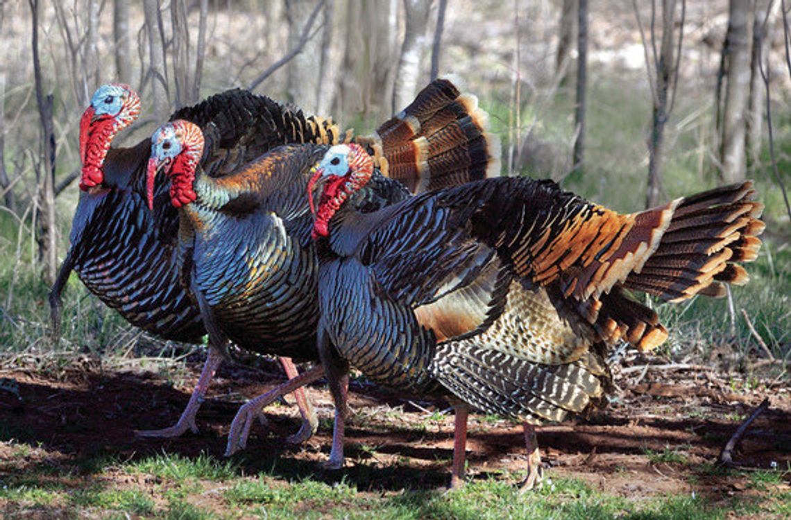 Wild turkey numbers make gains across the state